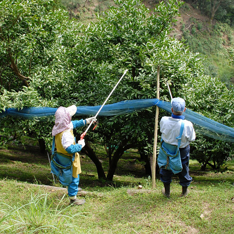 Yuzu Kosho rojo dulce - Yuzu Kosho - Nishikidôri