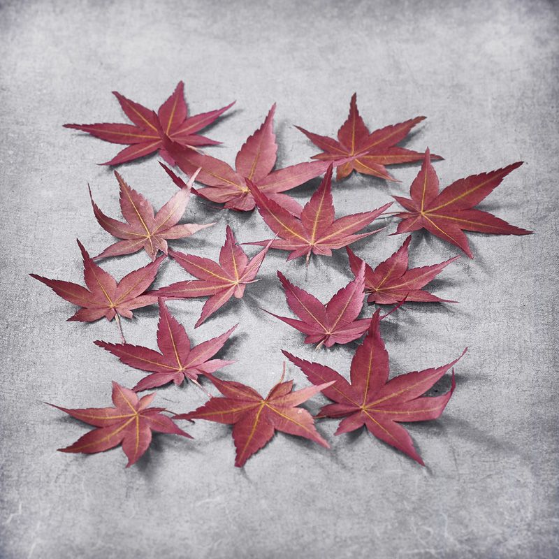 Momiji Kuivatut japanilaiset vaahterasi arkit - kukat ja lehdet - Nis ...