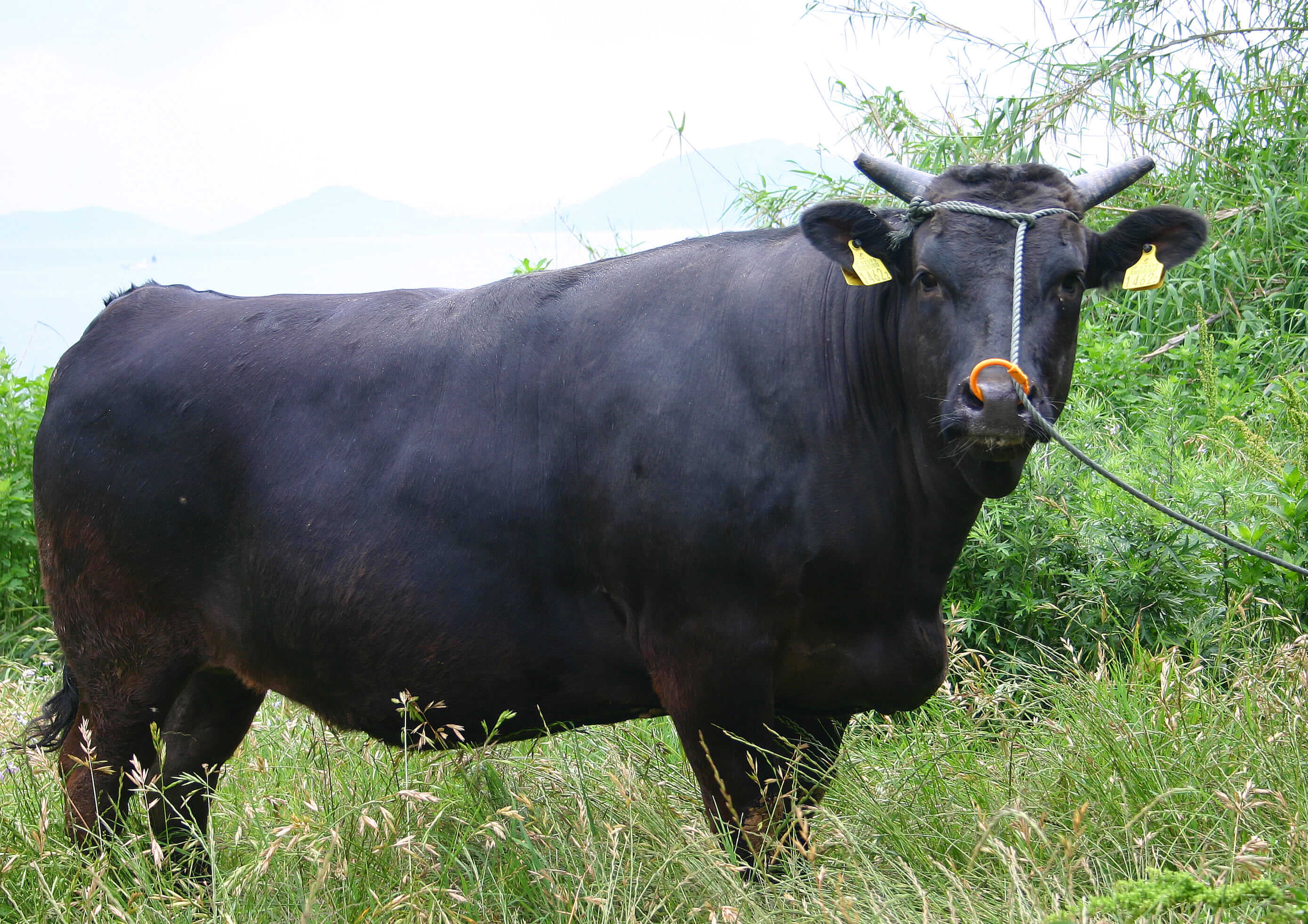 Présentation du boeuf Wagyu